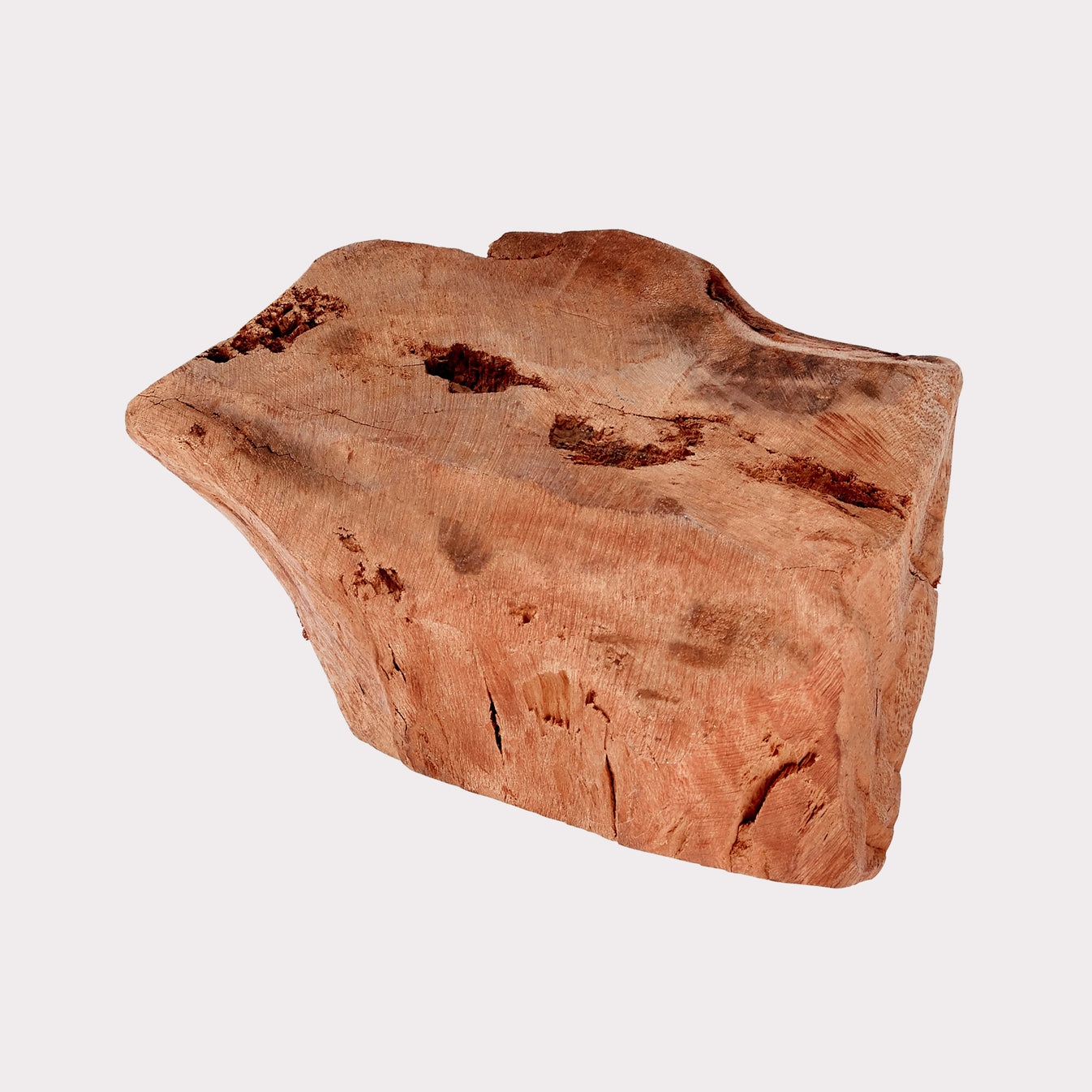 Root Chew – Inky Paws